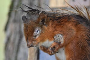 SCP-498 | SCP Fanon Wiki | Fandom