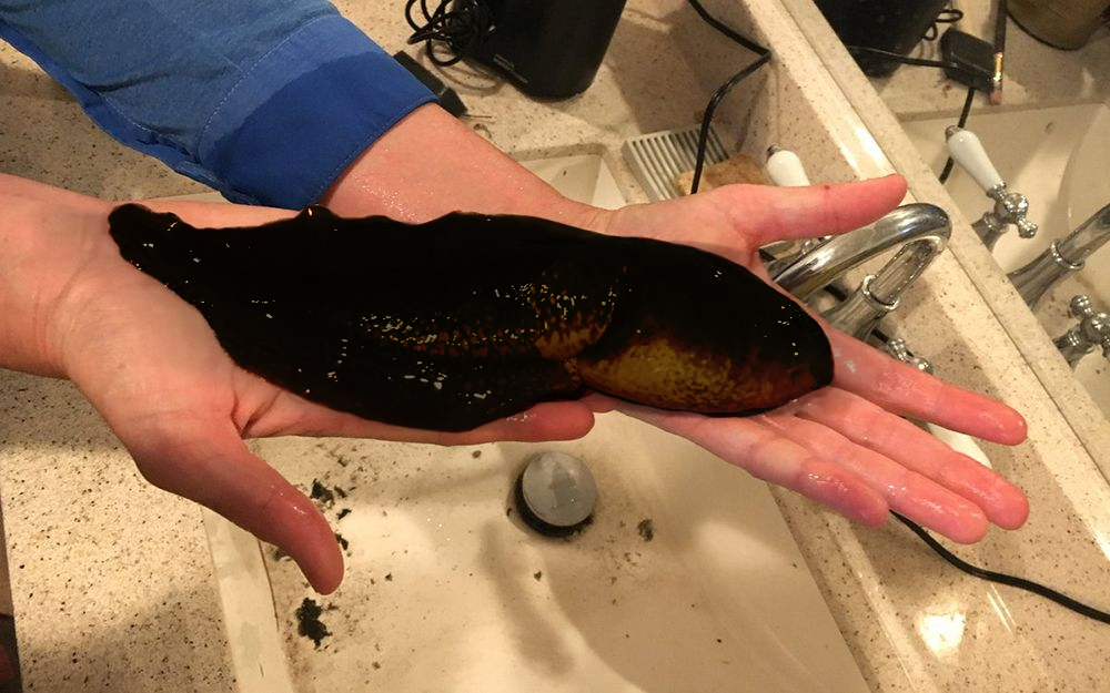 Faker | SCP Fanon Wiki | Fandom