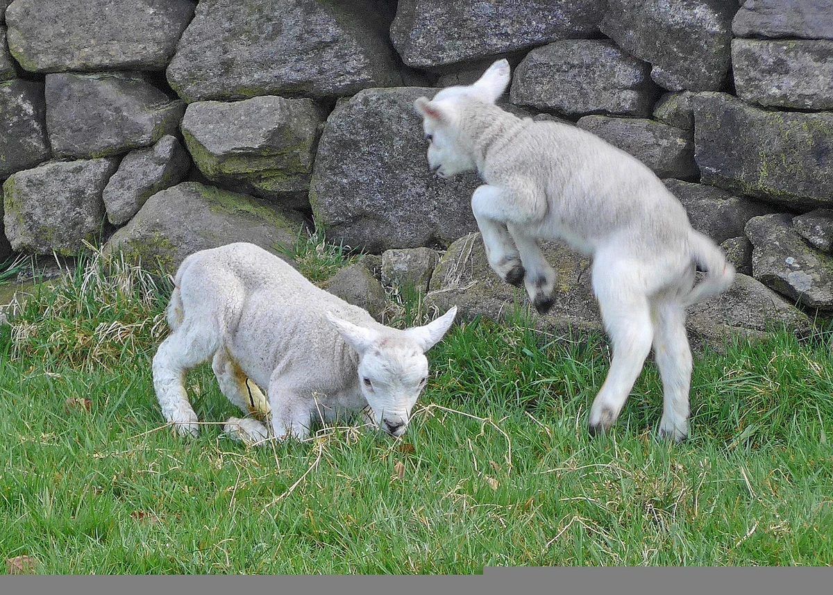 Hungry Sheep | SCP Fanon Wiki | Fandom