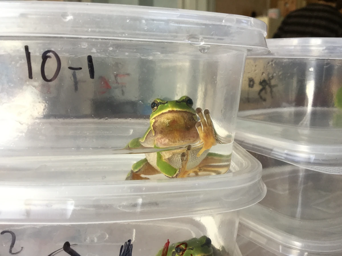 very ouch hurt frog | SCP Fanon Wiki | Fandom