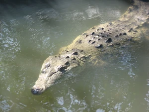 Camouflaging Crocodile | SCP Fanon Wiki | Fandom