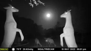 SCP-369 | SCP Fanon Wiki | Fandom