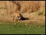Category:Feline | SCP Fanon Wiki | Fandom