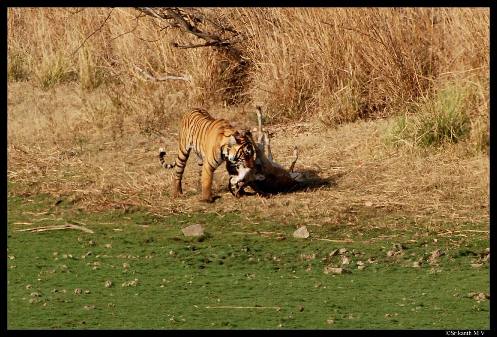 Just a tiger… right? | SCP Fanon Wiki | Fandom