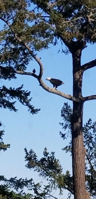 Beware of the Birds | SCP Fanon Wiki | Fandom