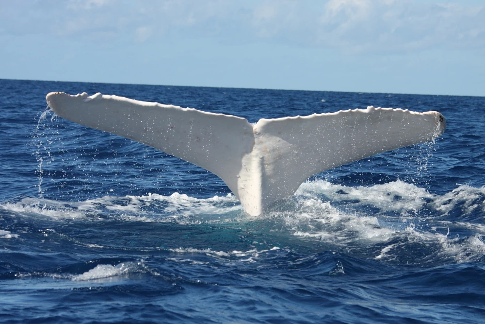 The Beast As Large As The East | SCP Fanon Wiki | Fandom