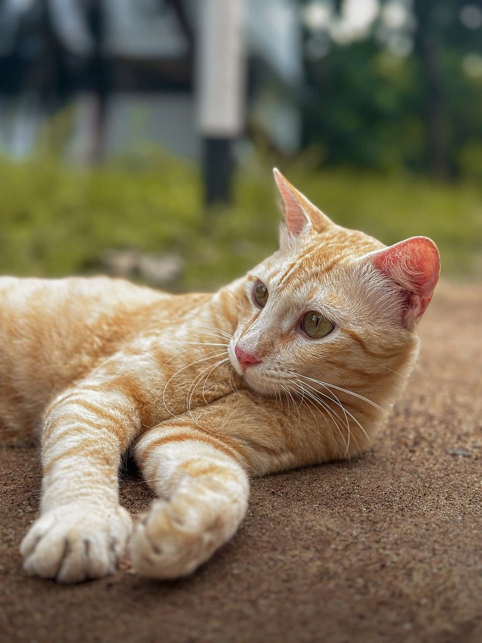 SCP-339: "Why the long face?" | SCP Fanon Wiki | Fandom