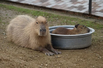 SCP-7089 - "Intelligent Capybaras" | SCP Fanon Wiki | Fandom