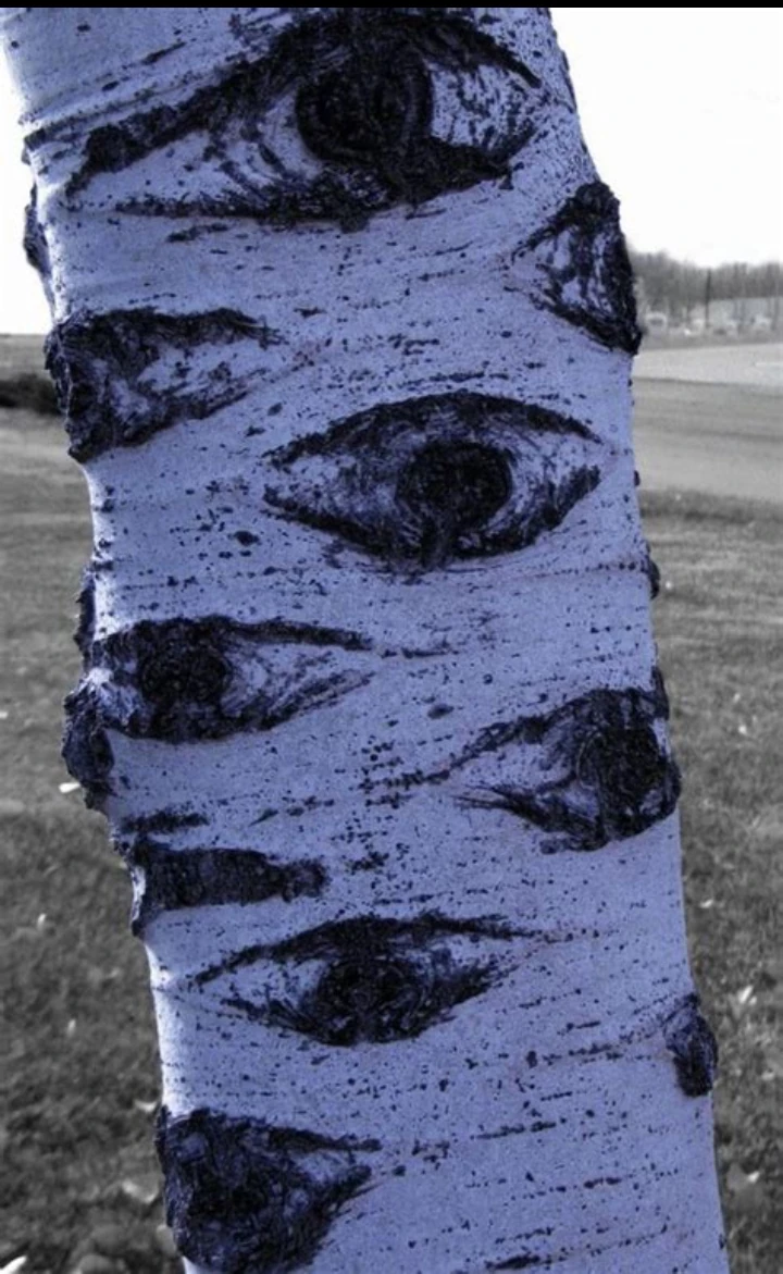 SCP-289 | SCP Fanon Wiki | Fandom