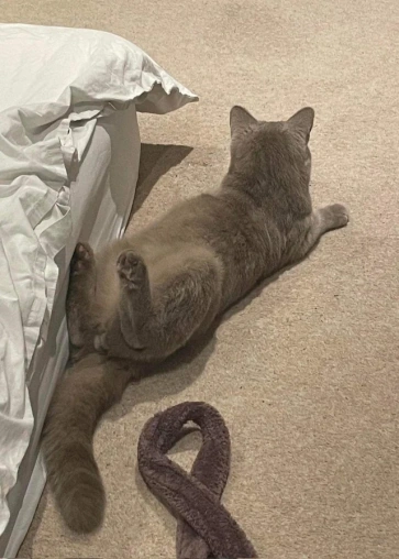 SCP-691 | SCP Fanon Wiki | Fandom