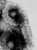 SCP-8883 | SCP Fanon Wiki | Fandom