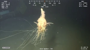 The Seven Dwellers | SCP Fanon Wiki | Fandom