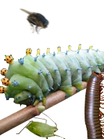 SCP-006-J | SCP Foundation Branch Wiki | Fandom