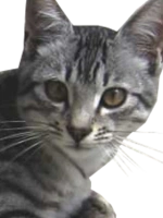 SCP-529 | SCP Foundation Branch Wiki | Fandom