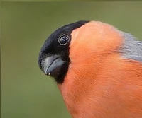 SCP-294 | SCP Foundation Branch Wiki | Fandom