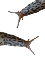 Normal Garden Slugs | SCP Foundation Branch Wiki | Fandom