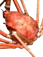 SCP-098 | SCP Foundation Branch Wiki | Fandom