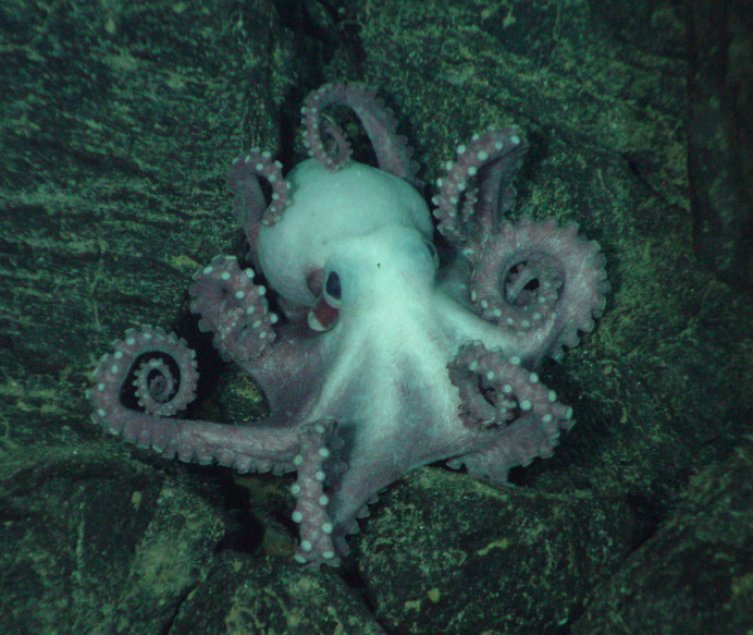 SCP-4016 | SCP Roleplay Wiki | Fandom