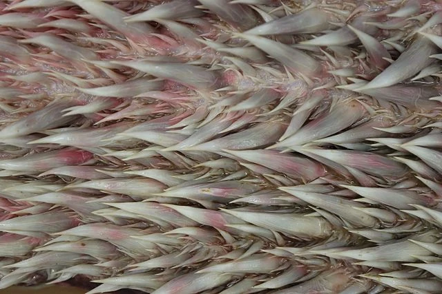 SCP-3513 | Wiki La Fundación SCP | Fandom