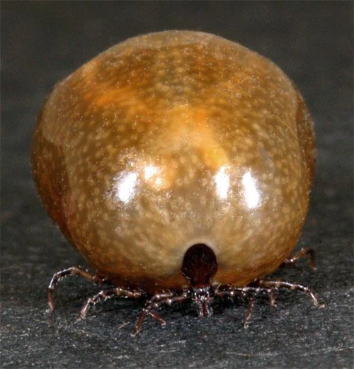 SCP-775 | Wiki La Fundación SCP | Fandom