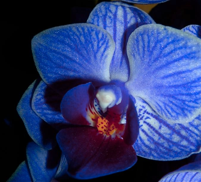 SCP-ES-178 | Wiki La Fundación SCP | Fandom