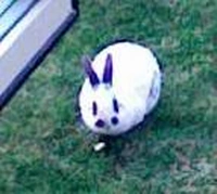 SCP-524 | Wiki La Fundación SCP | Fandom