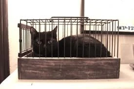 SCP-1217 | Wiki La Fundación SCP | Fandom