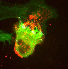 SCP-742 | Wiki La Fundación SCP | Fandom