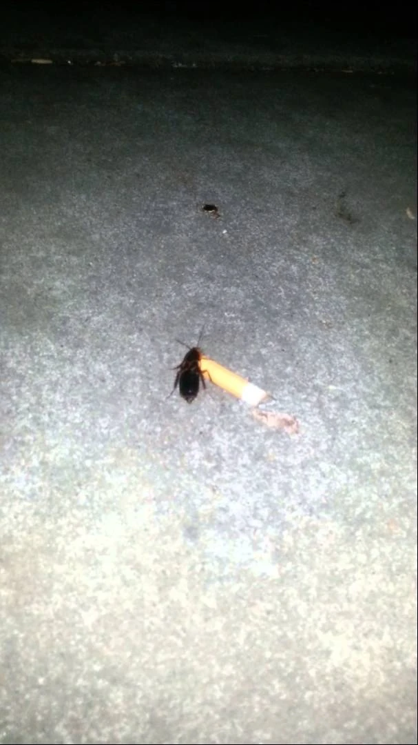 SCP-724-J | Wiki La Fundación SCP | Fandom