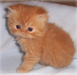 SCP-2558-J | Wiki La Fundación SCP | Fandom