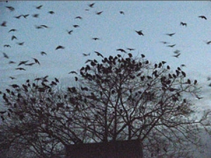 SCP-1505 | Wiki La Fundación SCP | Fandom