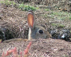 SCP-2036 | Wiki La Fundación SCP | Fandom