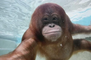 SCP-2984 | Wiki La Fundación SCP | Fandom