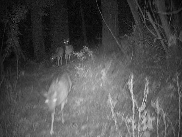 SCP-4434 | Wiki La Fundación SCP | Fandom