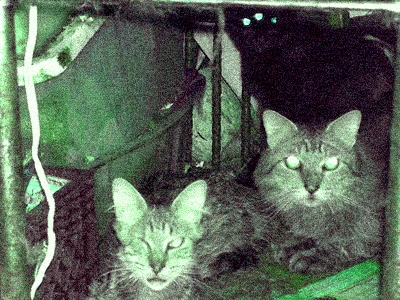 SCP-511 | Wiki La Fundación SCP | Fandom