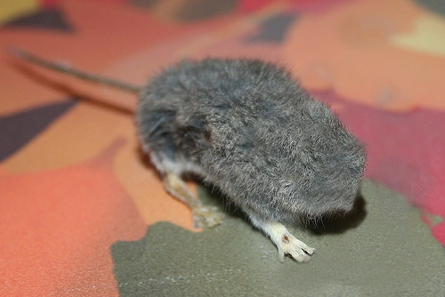 SCP-015-L | Wiki La Fundación SCP | Fandom