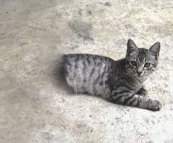 SCP-529 | Wiki La Fundación SCP | Fandom