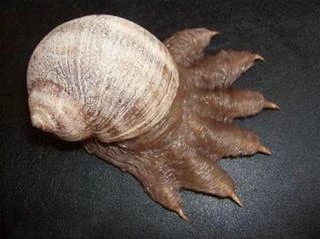 SCP-075 | Wiki La Fundación SCP | Fandom