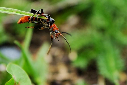 SCP-779 | Wiki La Fundación SCP | Fandom