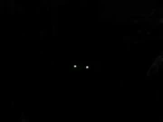 SCP-080 | SCP Foundation Wikia | Fandom