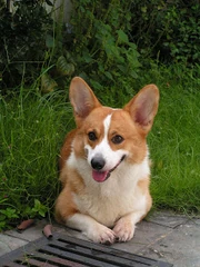 SCP-2952 | Wiki La Fundación SCP | Fandom