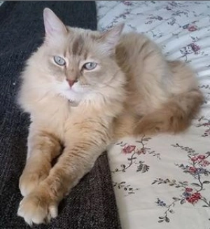 SCP-4660 | Wiki La Fundación SCP | Fandom