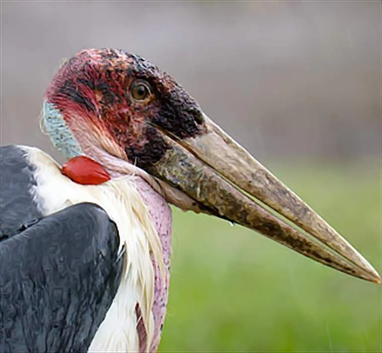 SCP-918 | Wiki La Fundación SCP | Fandom