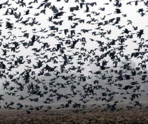 SCP-1505 | Wiki La Fundación SCP | Fandom