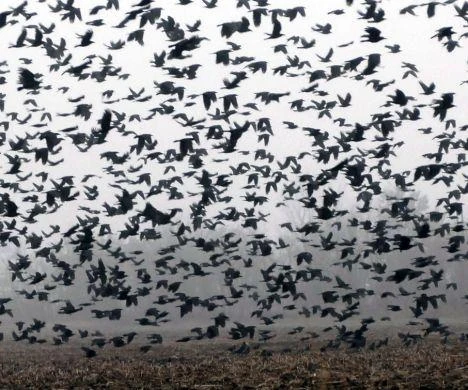 SCP-1505 | Wiki La Fundación SCP | Fandom