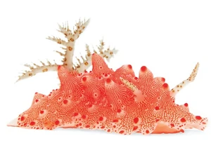 SCP-751 | Wiki La Fundación SCP | Fandom