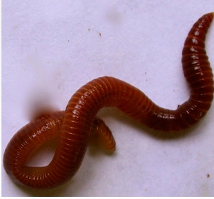 SCP-839 | Wiki La Fundación SCP | Fandom