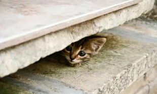 SCP-1797 | Wiki La Fundación SCP | Fandom