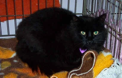 SCP-795 | Wiki La Fundación SCP | Fandom