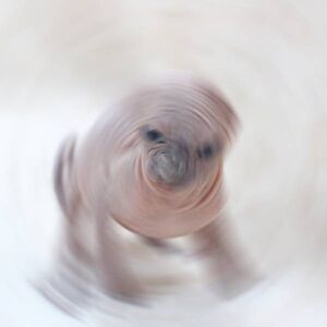 SCP-019 | Wiki La Fundación SCP | Fandom